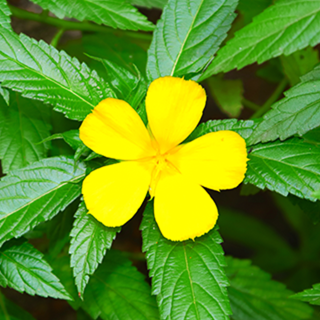 ¿Qué es la Damiana? Origen, beneficios y posología | Dieti Natura