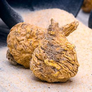 ¿Qué es Maca? Origen, beneficios y posología | Dieti Natura